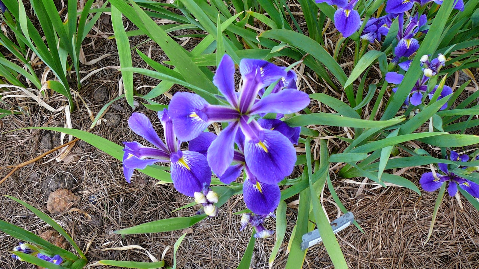 World of Irises: Iris Bloom Season in NW Louisiana - Part III
