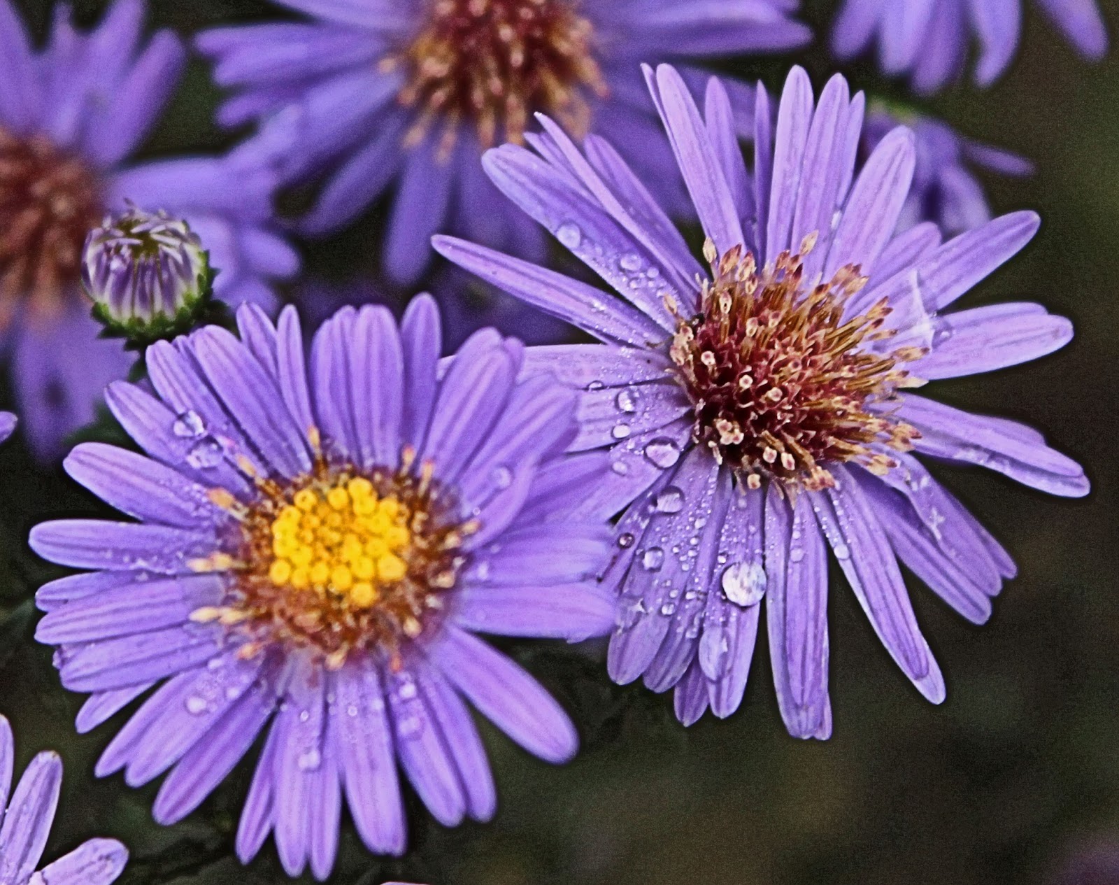 12 Photos Of Asters In My Garden