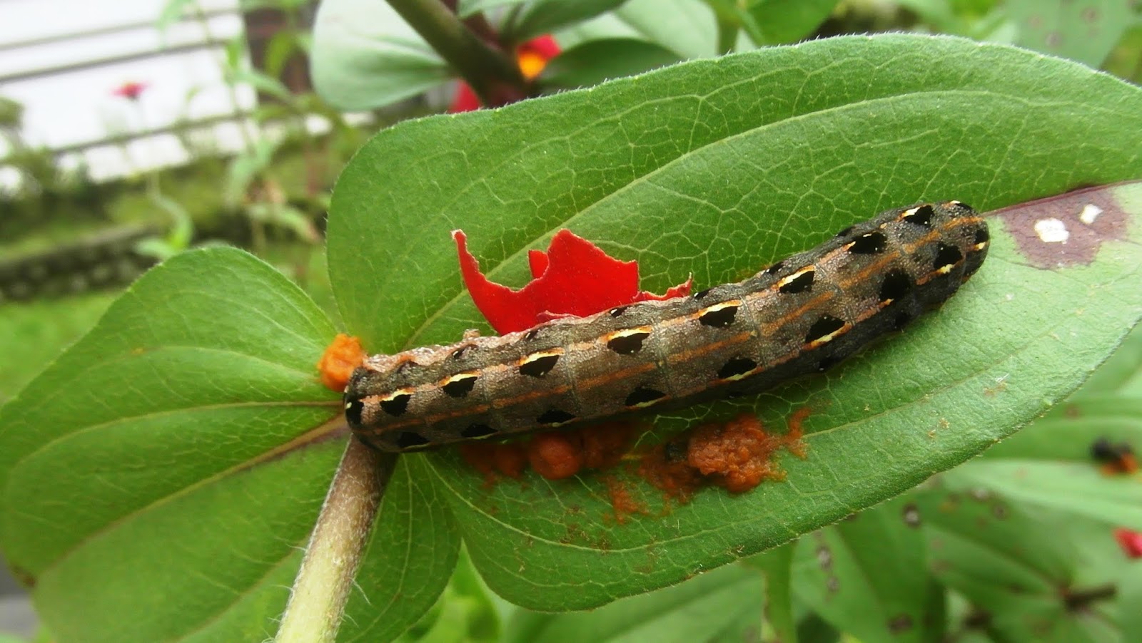 Professor P.Brain's blog: Sikkim Favourites