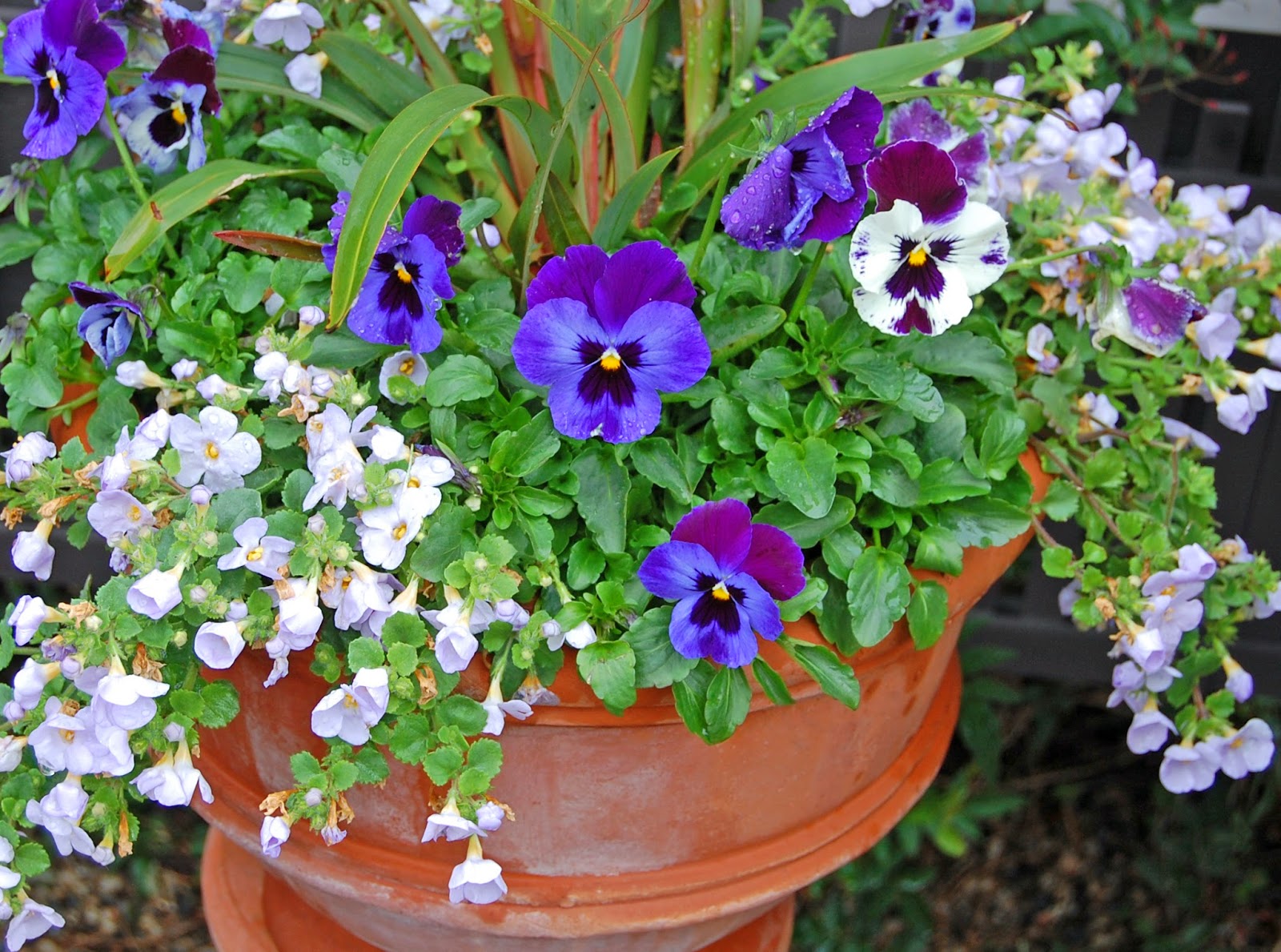 My Painted Garden: Art In The Garden - Pansy Love