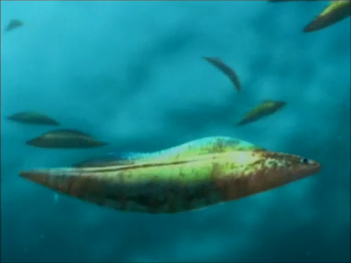 Criaturas del Pasado: Haikouichthys