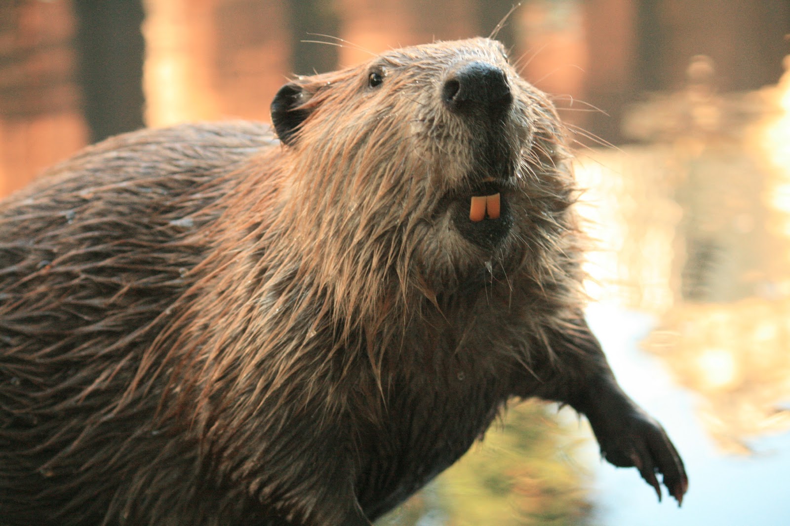 The Rattlin' Blog: Camp Creature - the Beaver