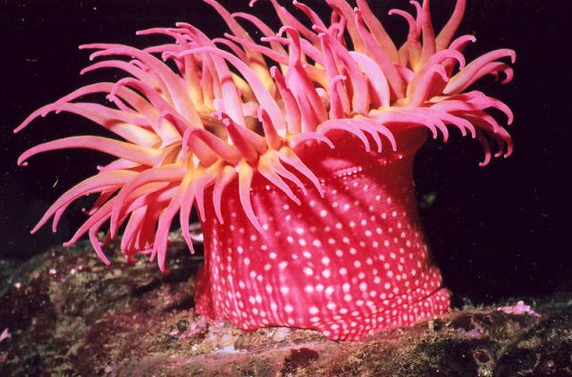 JuLaYu: Filo Cnidaria
