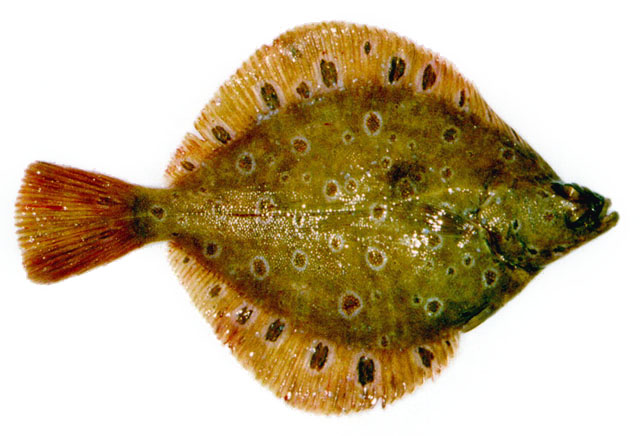 Artes de Pesca: VAMOS A PESCAR SOLLA