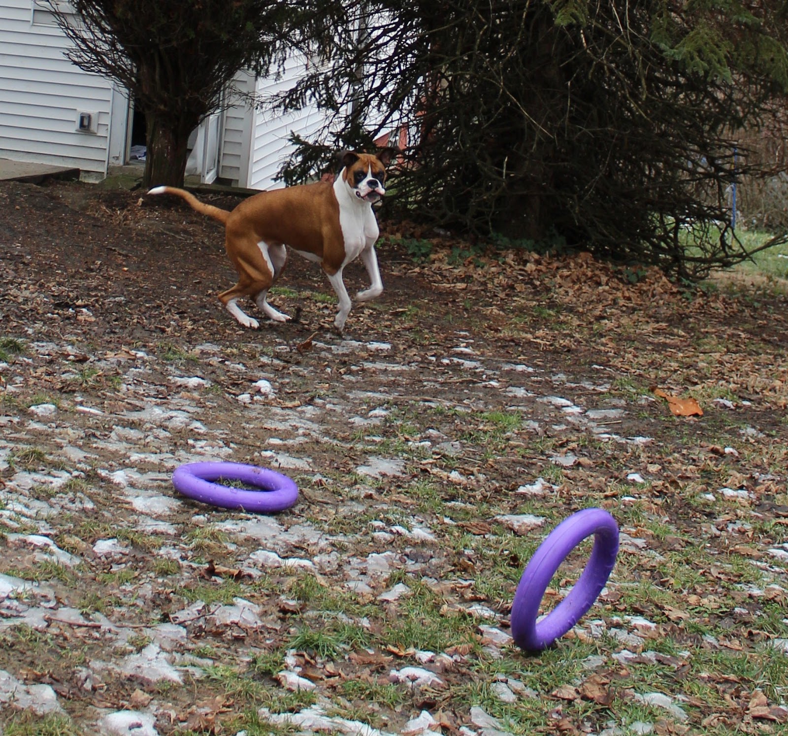 Dog Madness: Puller An Unique Interactive Training Device For A Healthy ...