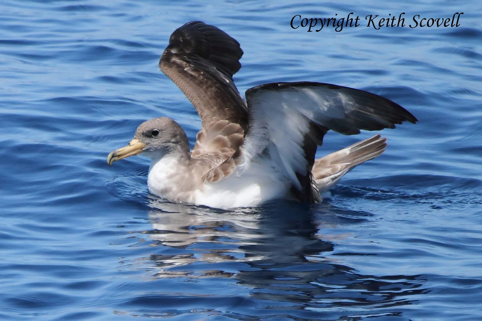 Keith Scovell's Wild Life: Wildlife of the Azores