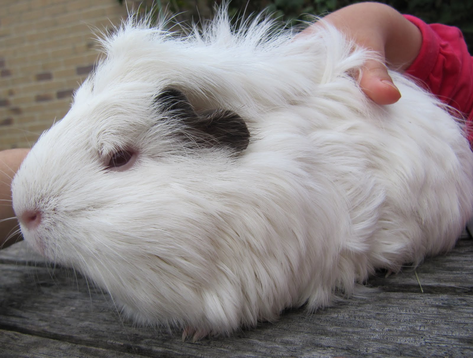 All Things Guinea Pig: Breeds and Varieties