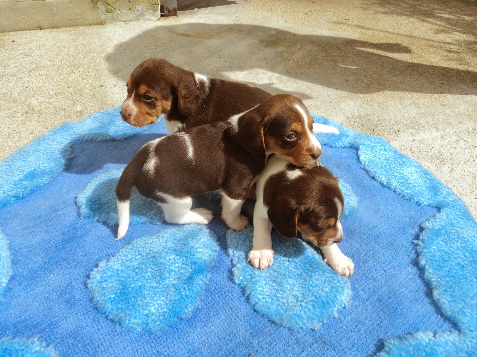 Comprar BEAGLE de confiança: Beagle Chocolate, uma opção