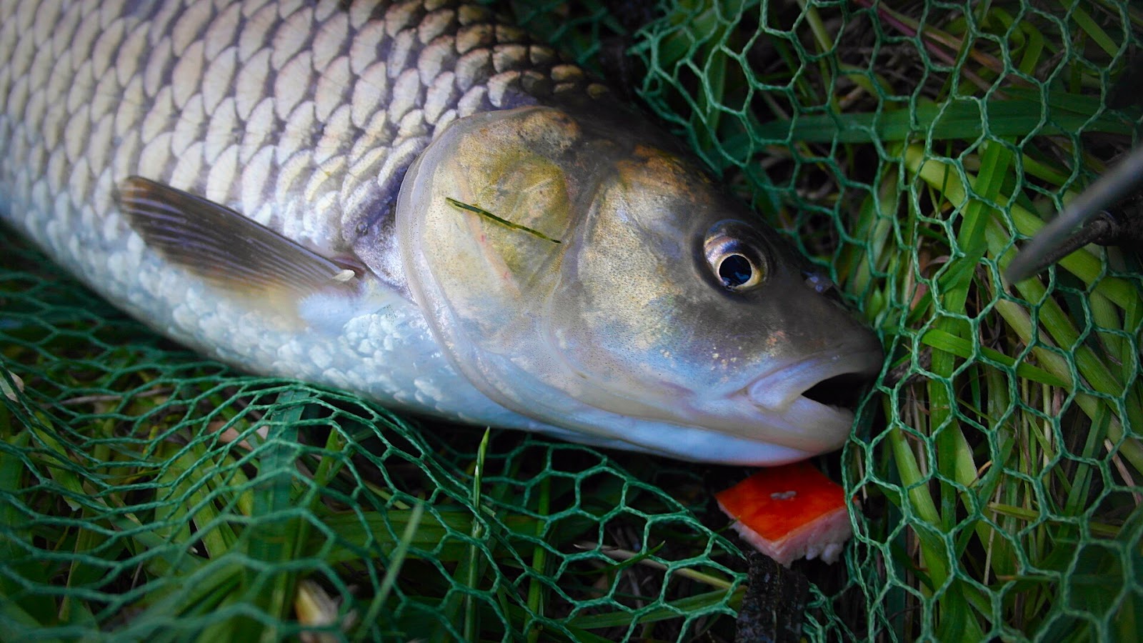 Piscatorial Quagswagging: Warwickshire Avon – Plop & Drop