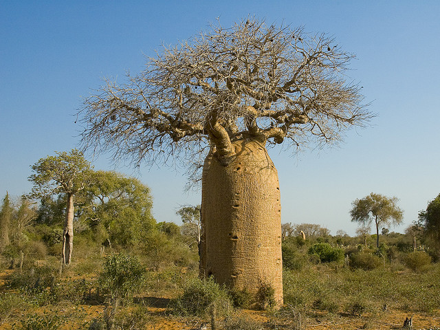 Just Genesis : Antarctica Once Had Baobab Trees