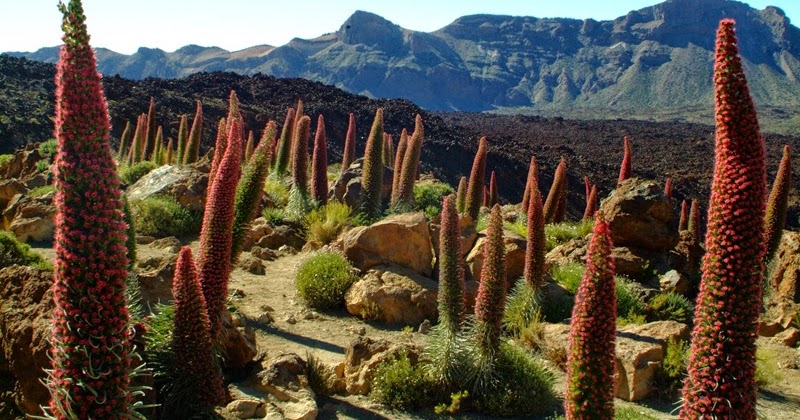 HOW TO GROW ECHIUM WILDPRETII |The Garden of Eaden