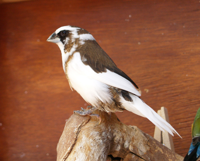 Aussie Bengos: Show Quality Bengalese