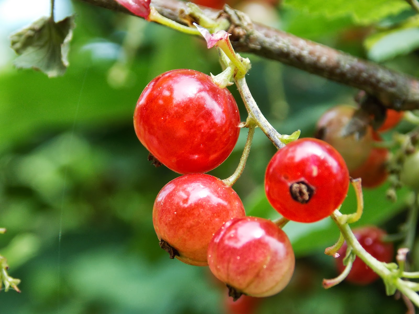unbrivido: Frutti rotondi ...