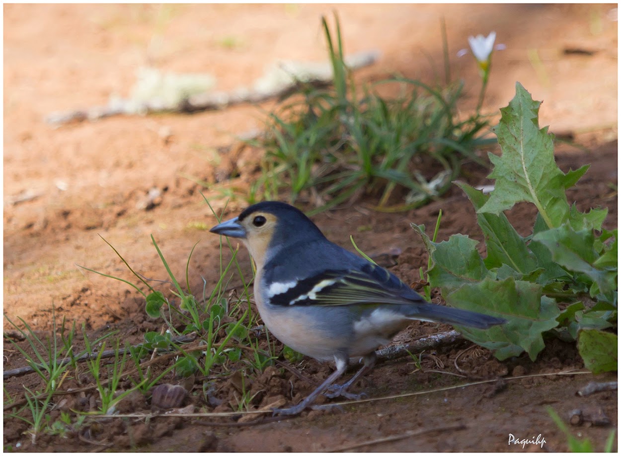 Paqui.blog de naturaleza: PINZÓN COMÚN