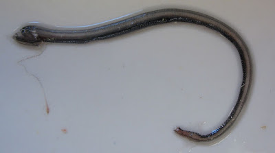 Real Monstrosities: Deep Sea Dragonfish