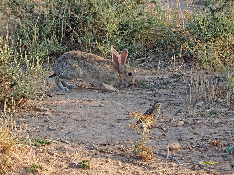 Miguel fotografia: Conejo común o conejo europeo (Oryctolagus cuniculus)