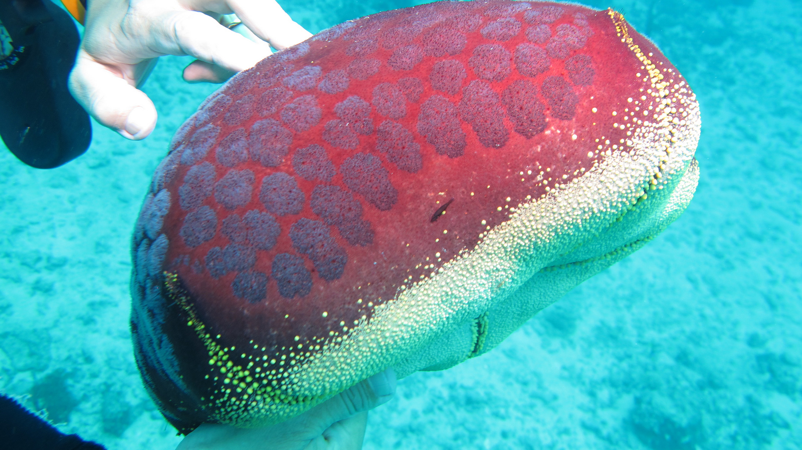 Real Monstrosities: Cushion Star