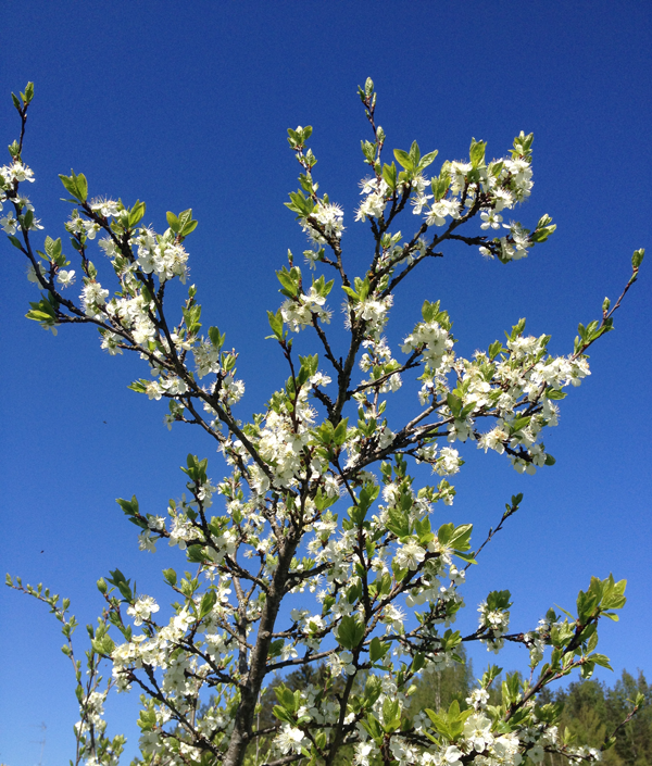 Yksinhuoltajan selviytymisopas: Parveke- ja palstaviljely