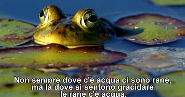 Aforismi, frasi e proverbi sulle Rane | Aforismario