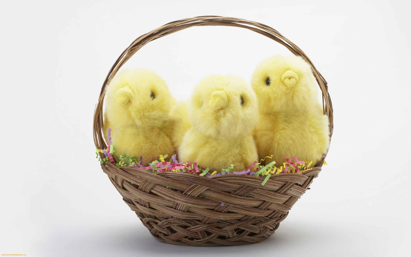 7 Cute Easter Chicks Desktop Wallpapers | Free Christian Wallpapers