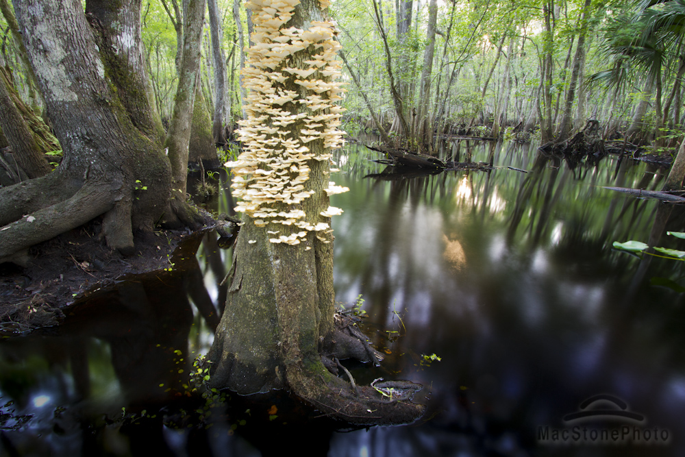 Mac Stone Photography Blog: Green Swamp