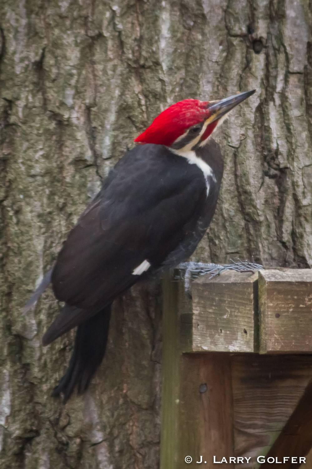 Piliated Woodpecker Pays a Visit
