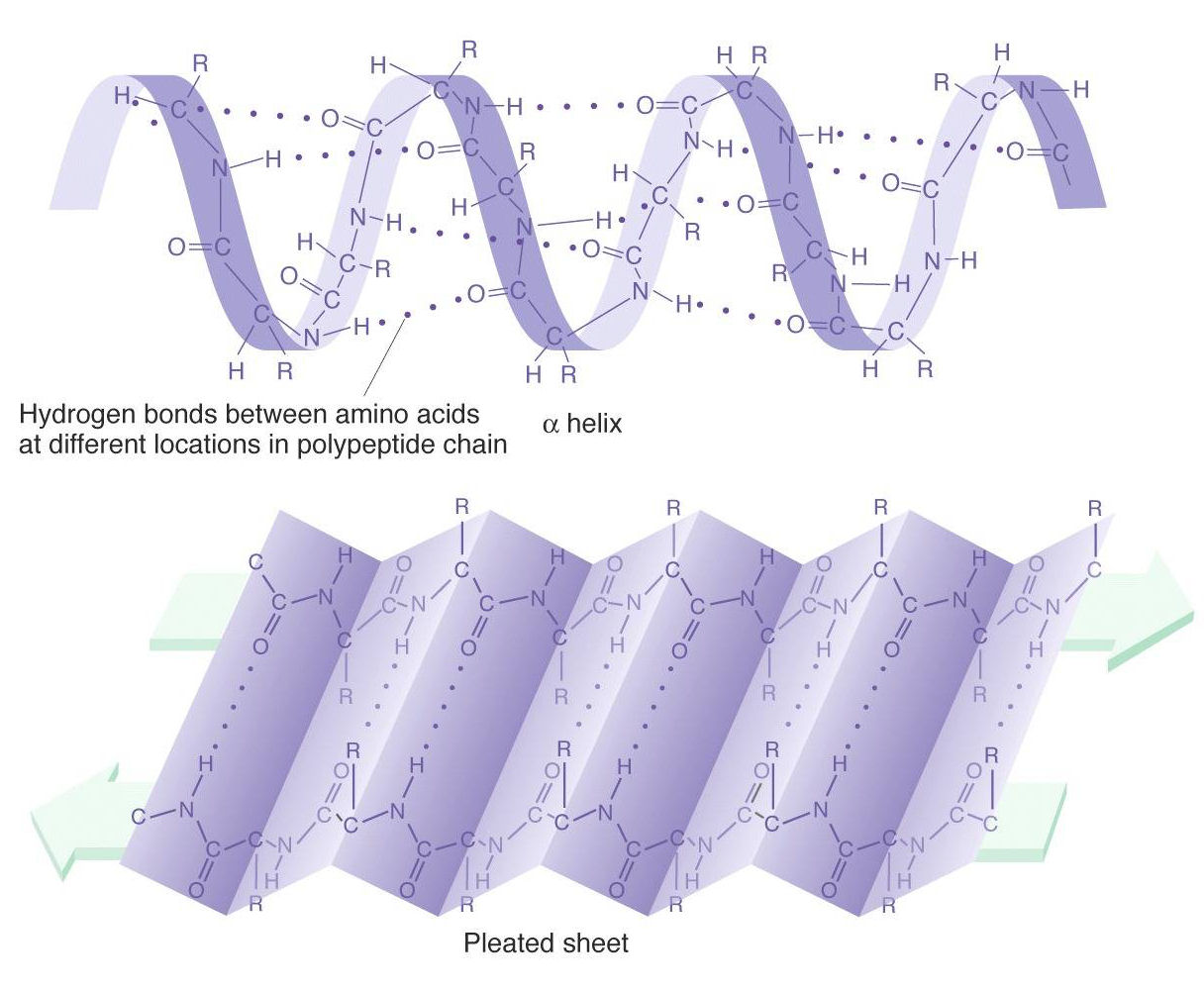 College. Science. Life: Essential Cell Biology 3rd: Ch 4 Protein ...