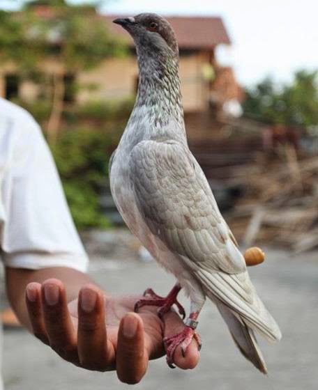 76+ Konsep Jenis Warna Merpati Balap, Warna Dasar