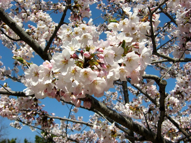 La Vida China: SAKURA DREAMS