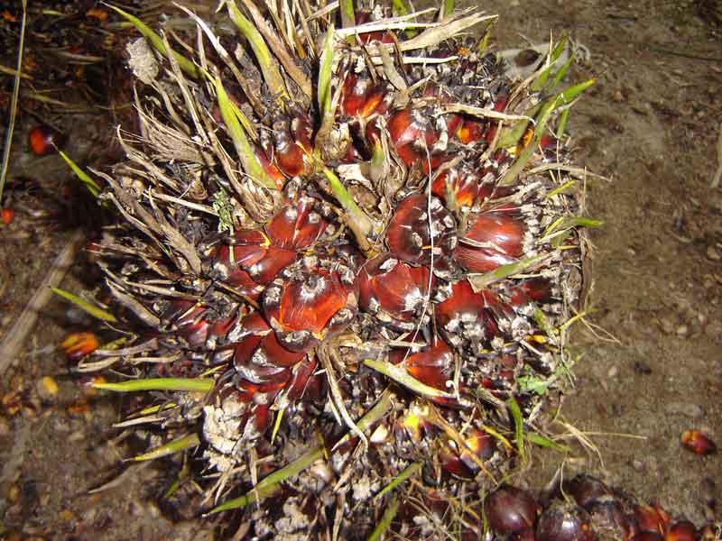 ALL ABOUT SAWIT: BERITA SAWIT