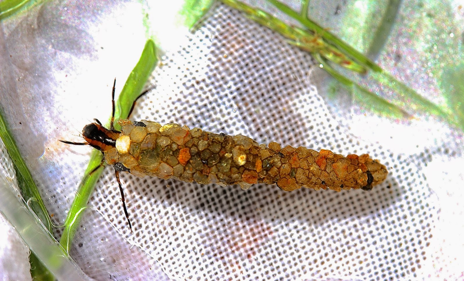 Aquatic Insects of Central Virginia: The seasons of the caddisfly case ...