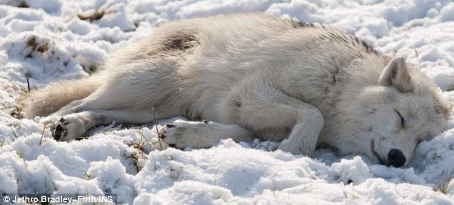 White Wolf : Three Arctic wolf cubs enjoy their first taste of snow