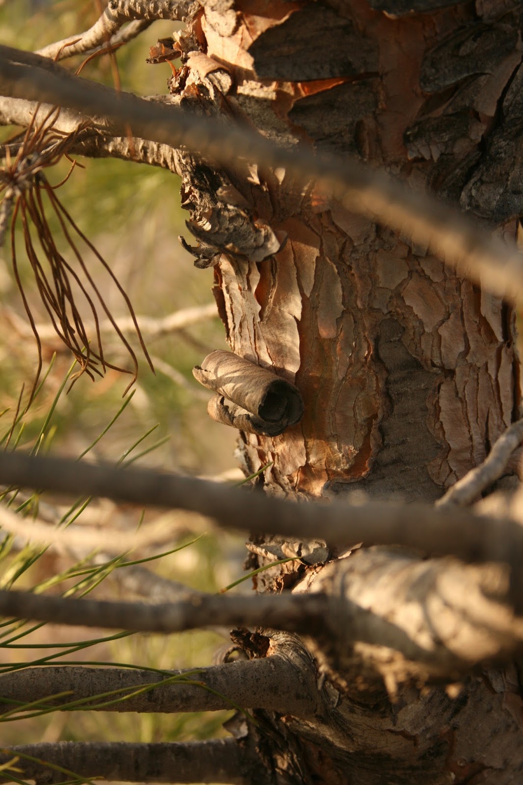Beracá Valley Academy: 2016's First Nature Study