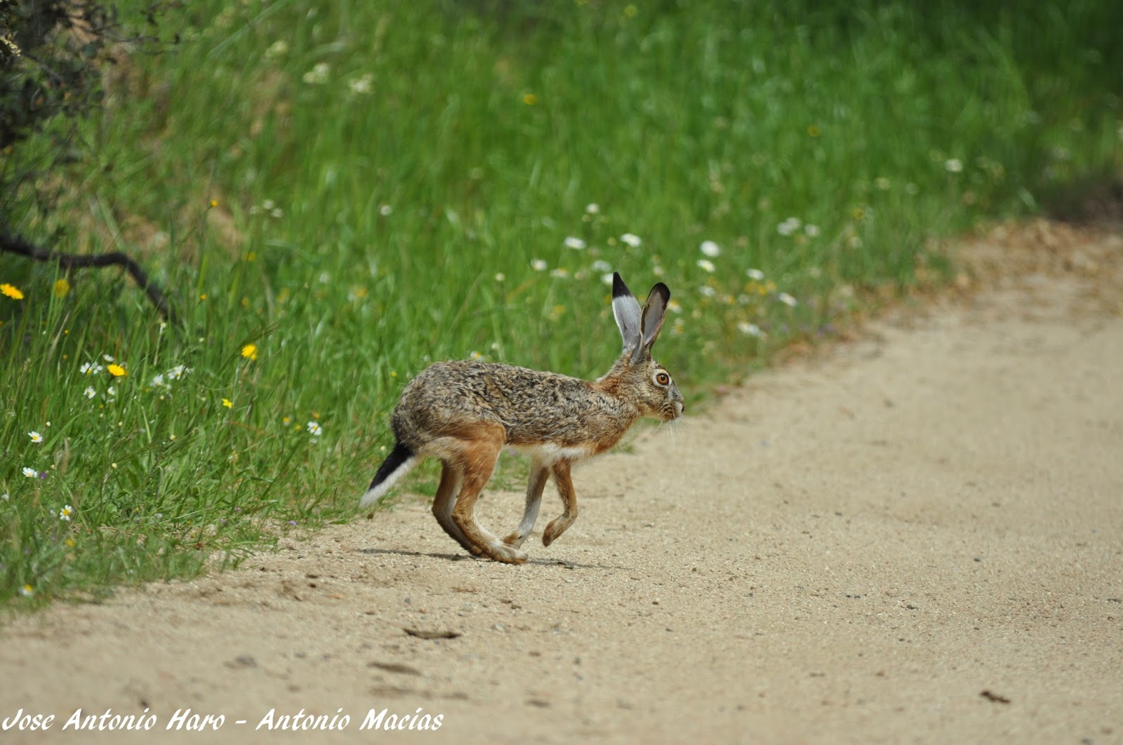 Nos Vamos a Campear: La Disminución de la Liebre Ibérica