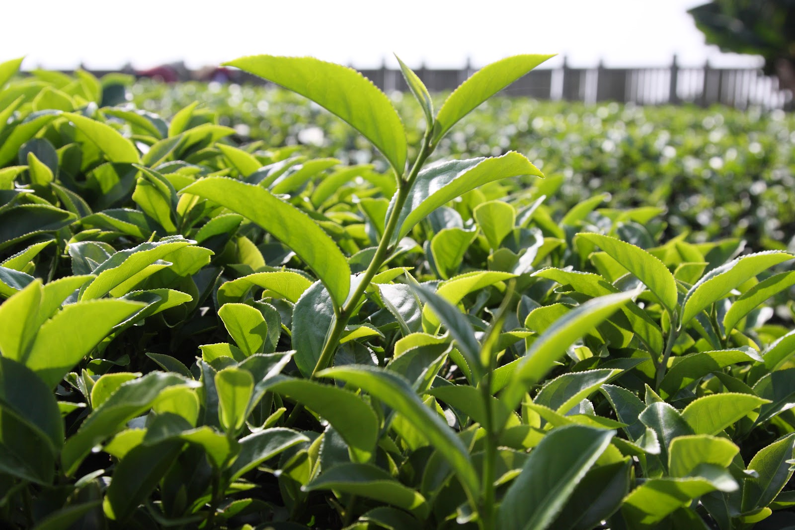 Love Traveling Taiwan: One Day on the Tea Farm