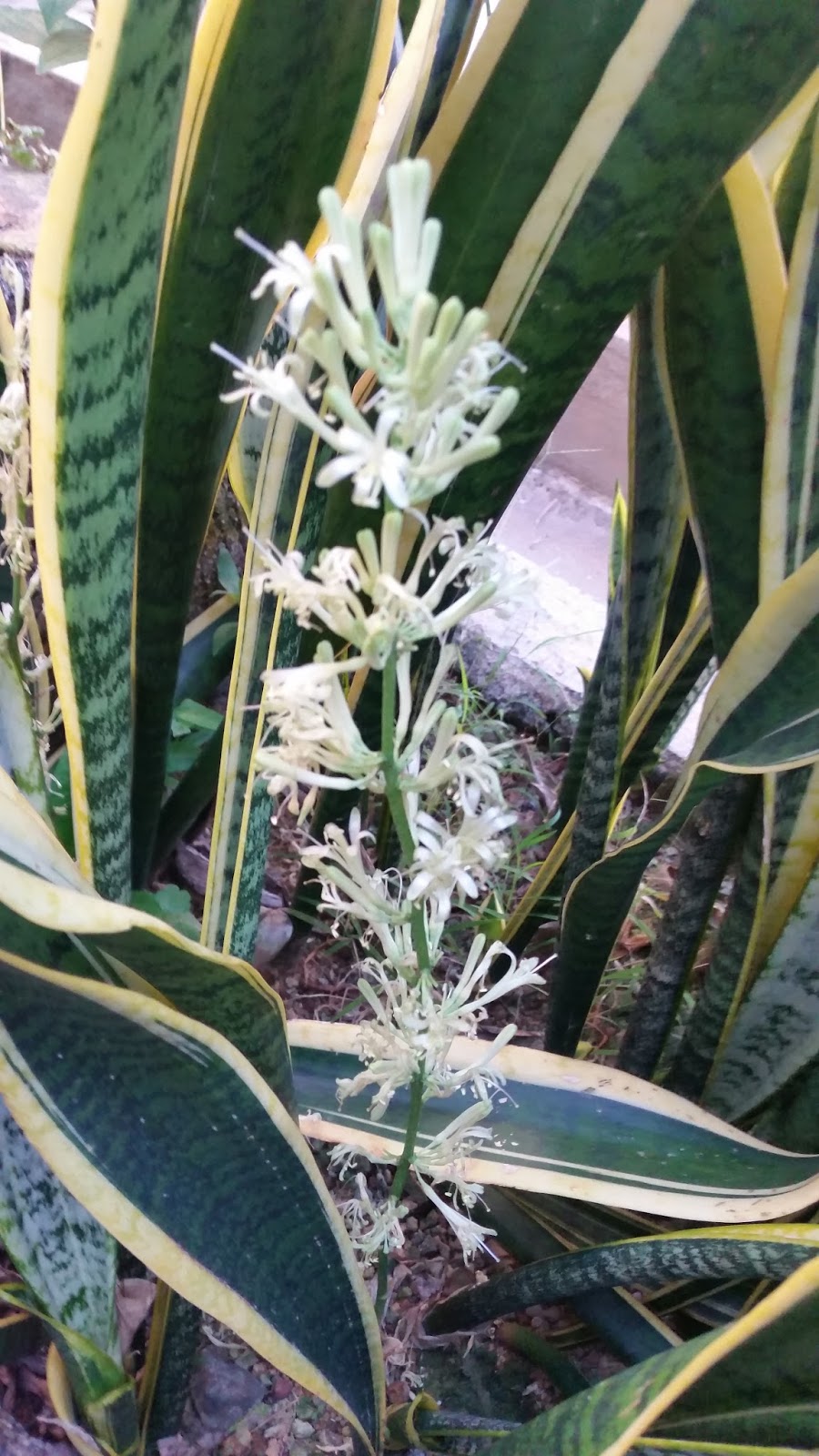 Warisan Petani: WW 80 : Bunga Sansevieria