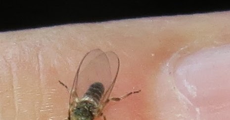 Bug Eric: Bite of the Black Fly