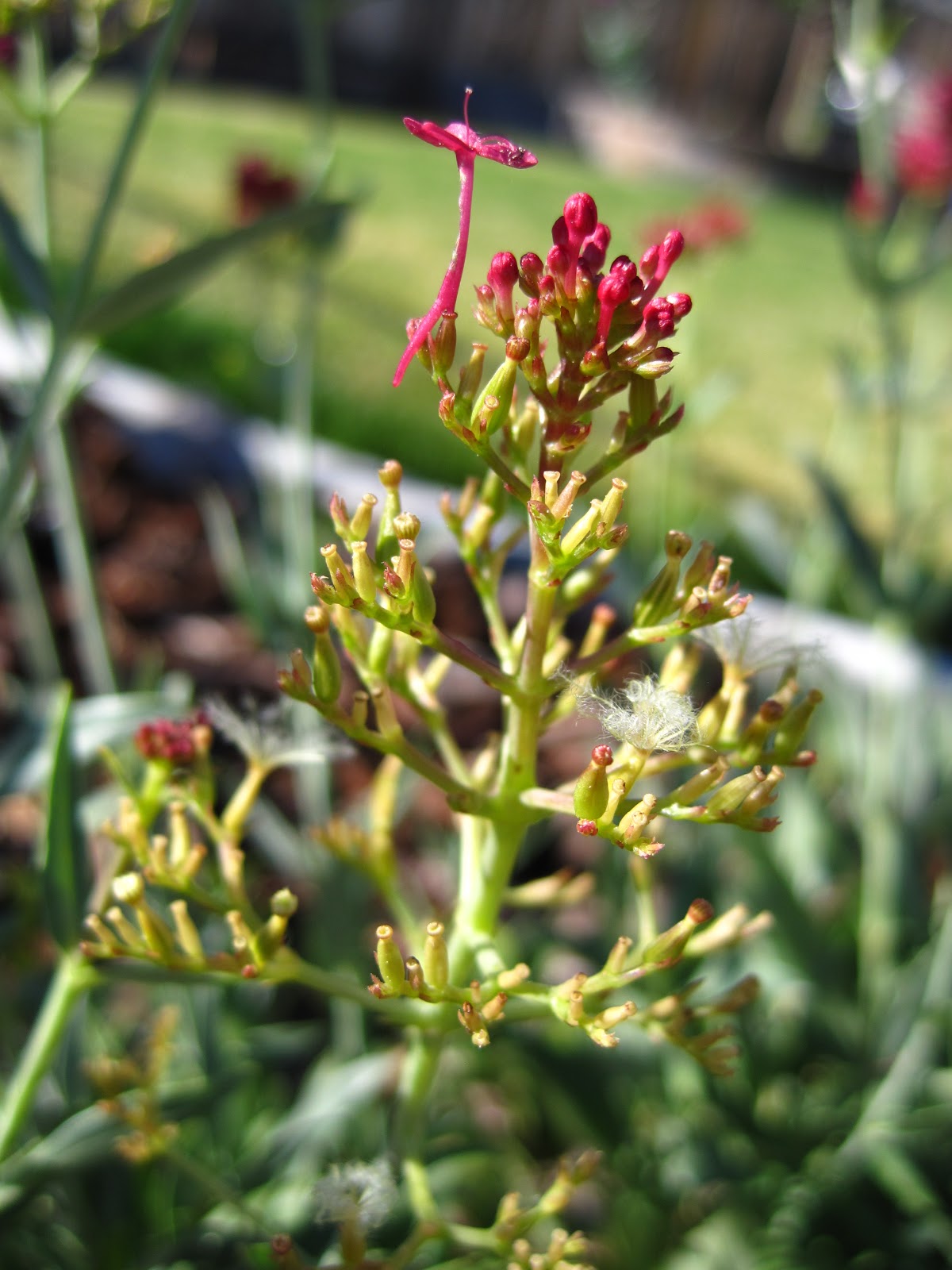green out every window