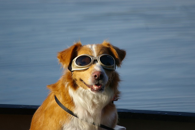 Doggles – Dogs in Sunglasses | The Ark In Space