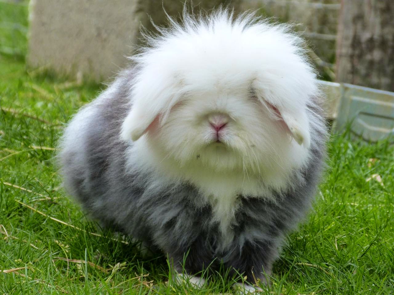 Loupuppy Mini Coelhos: Coelhos Lionhead, Mini Fuzzy, Fuzzy Lop, Teddy ...