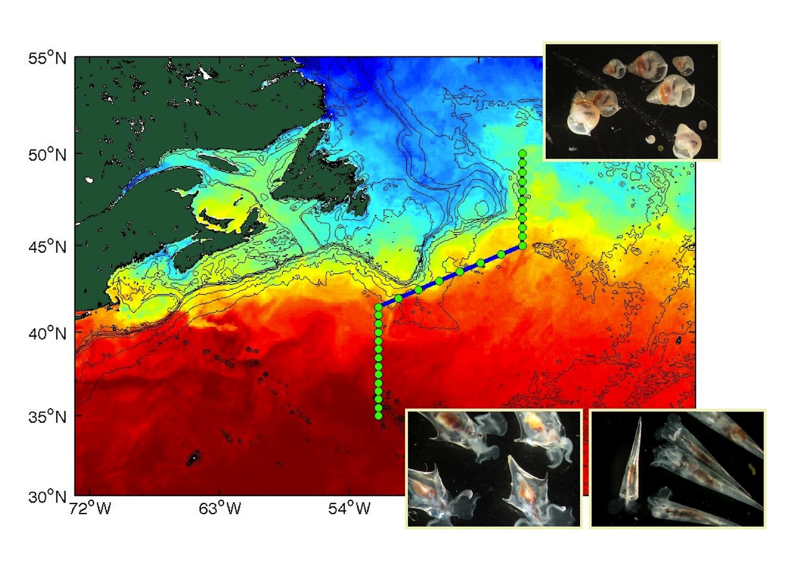 Charismatic Microfauna: The Sea Butterfly Effect