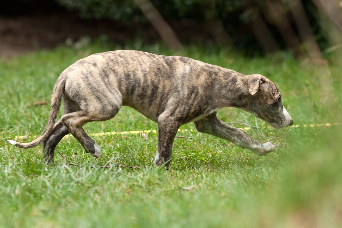 Whippets High on Emotion