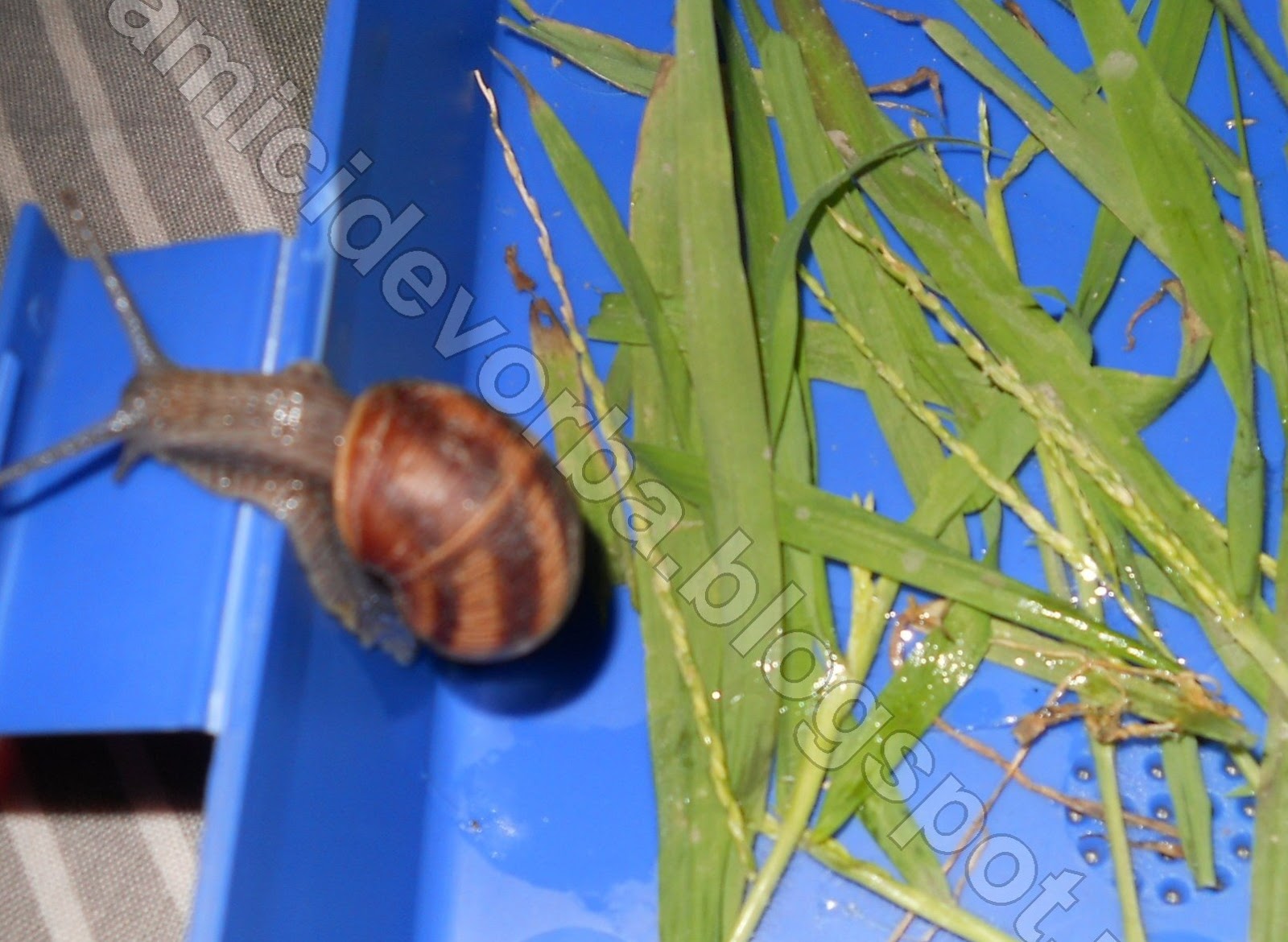 Amici de vorba: Melcul