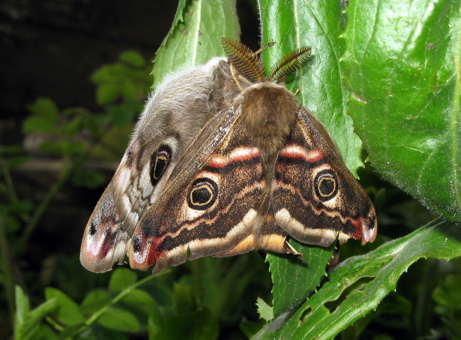 Calderdale Wildlife: Emperor Moths 17 05 13