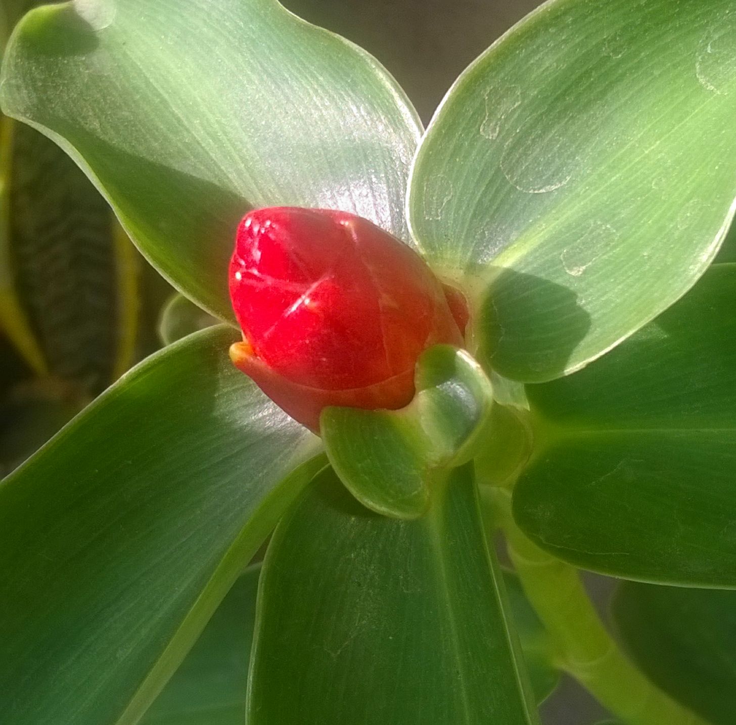 Anya's World: Tropical Splendour