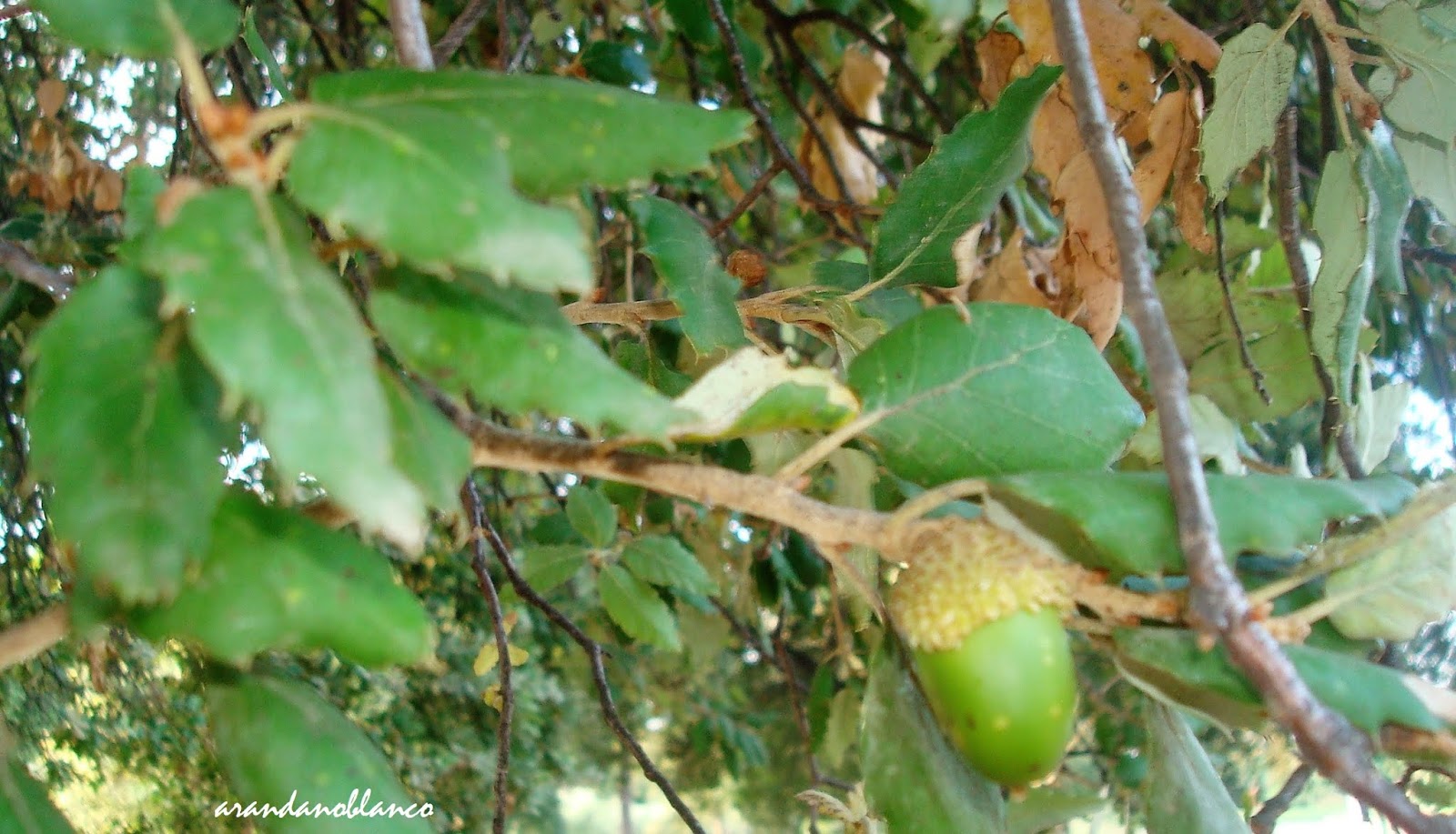 parquealamillo-encinarosa: Quercus suber - Alcornoque / En el Vivero ...
