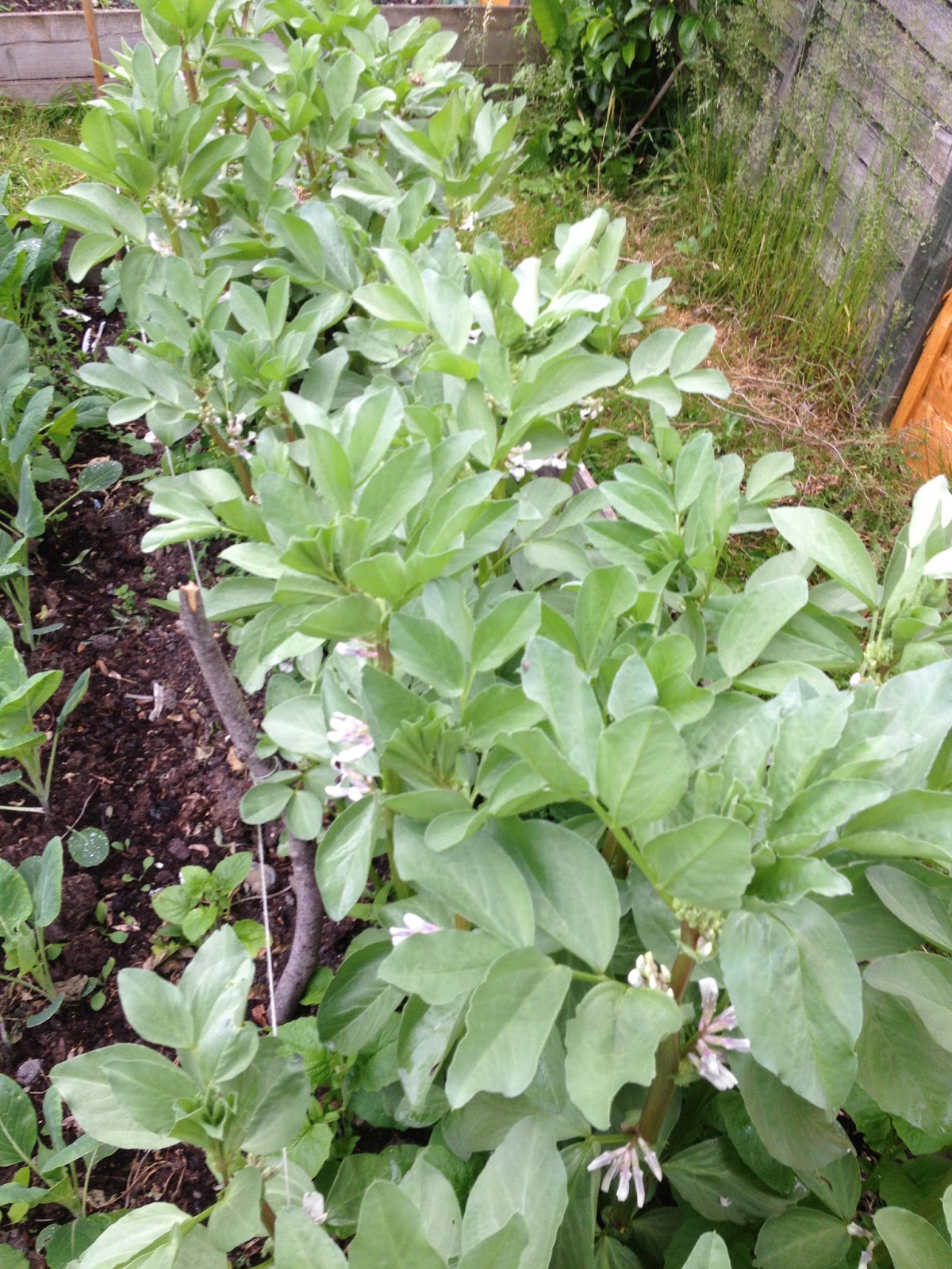 Broadbean tips - huh? What are they good for? | GH49