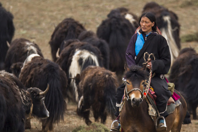 Tibetan Buddhism and Culture: Cry of the Tibetan Herders