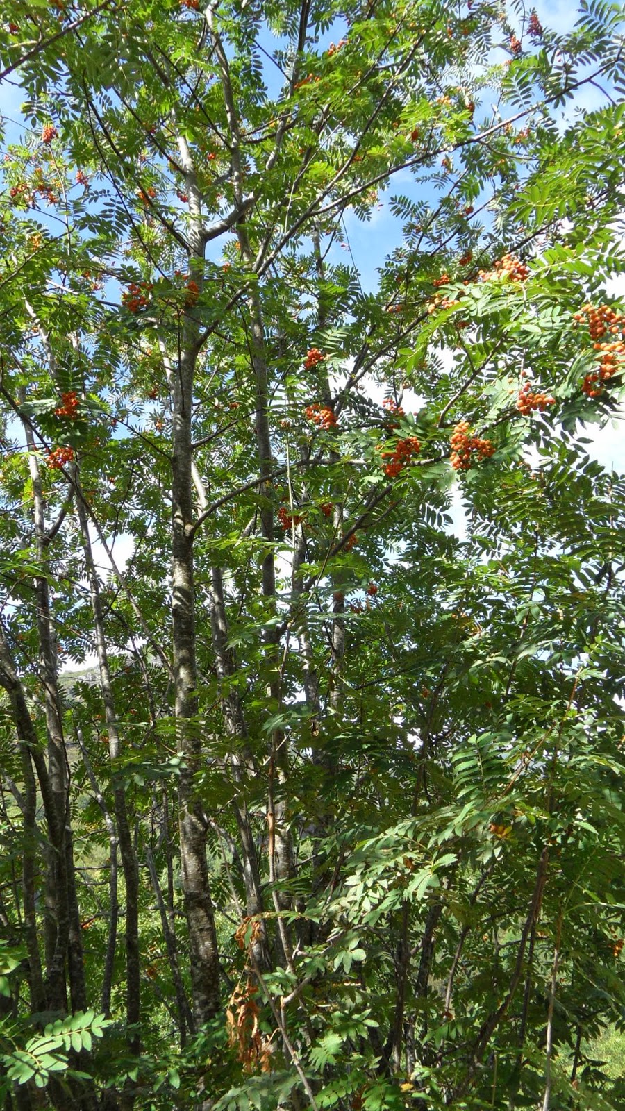 Cuaderno de una bióloga de bota: 2013