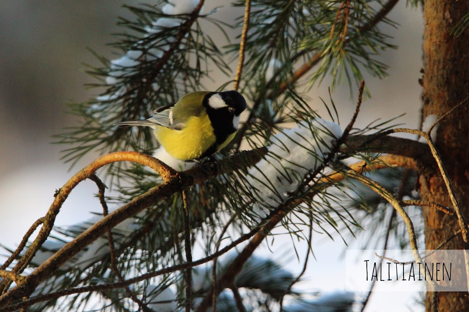 Sirpan luontoblogi: Talitiaisen päiväannos 120 auringonkukansiementä